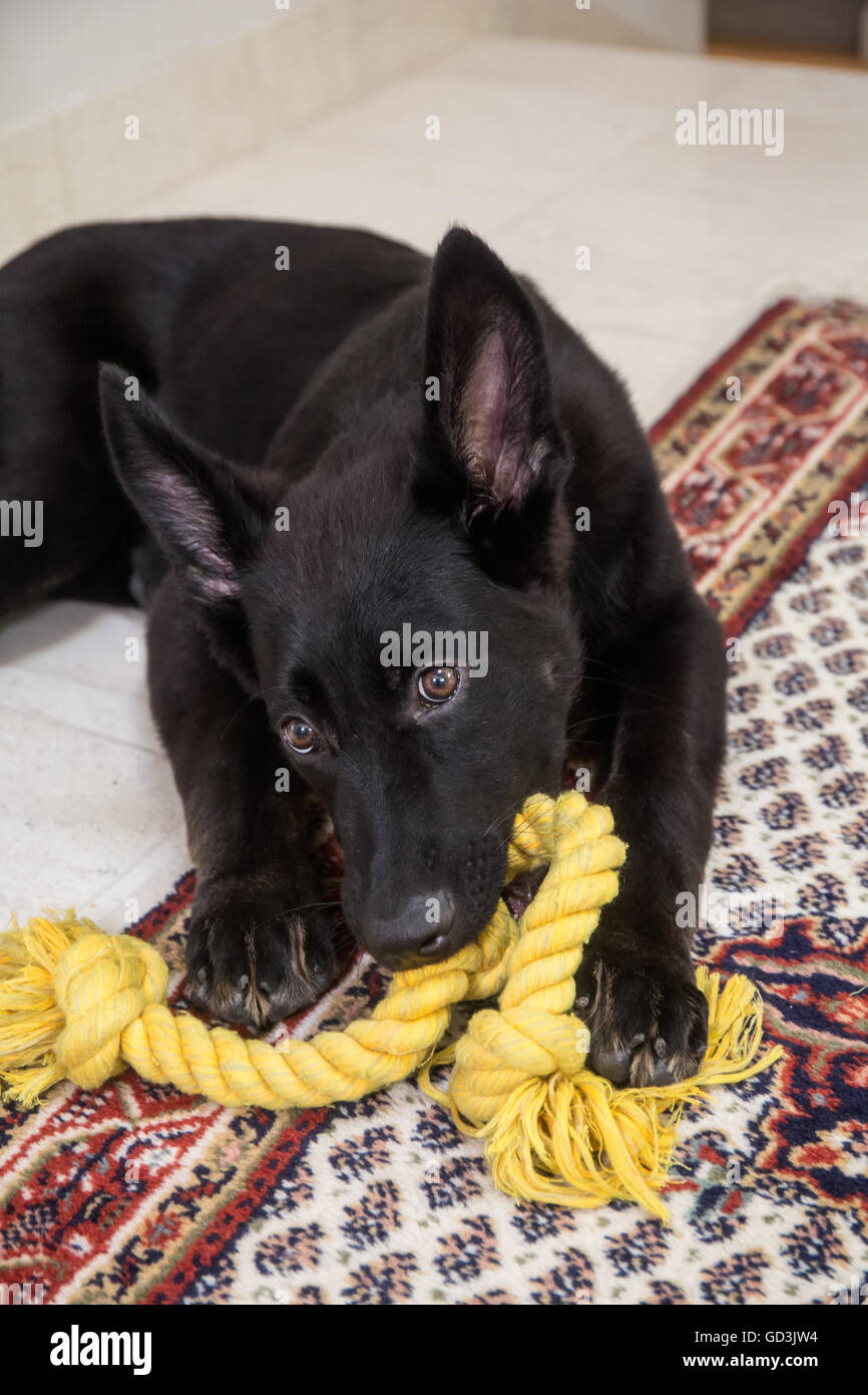 Vito, a four month old German Shepherd puppy chewing on and playing ...