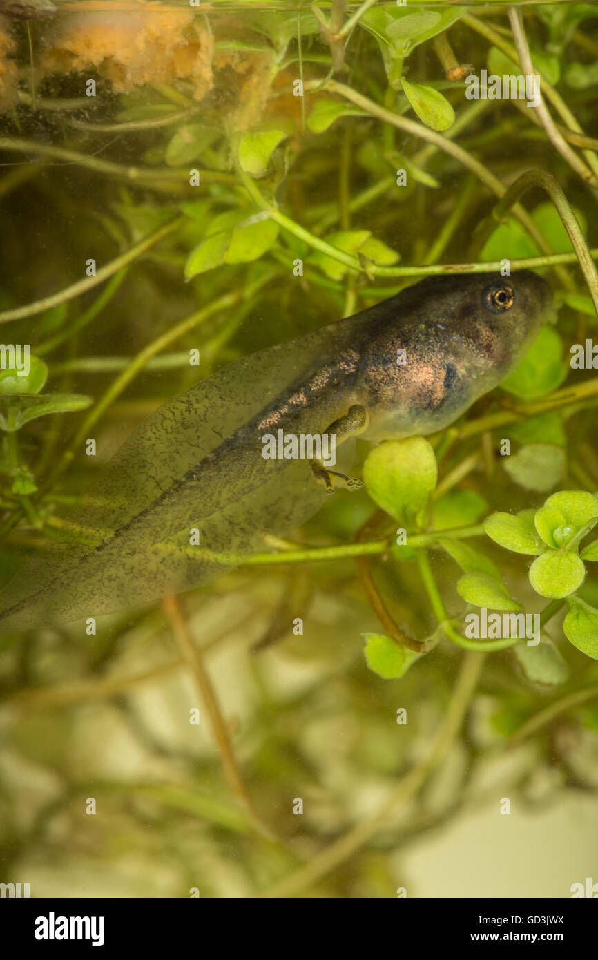 A tadpole (also called a pollywog or polliwog) is the larval stage in ...