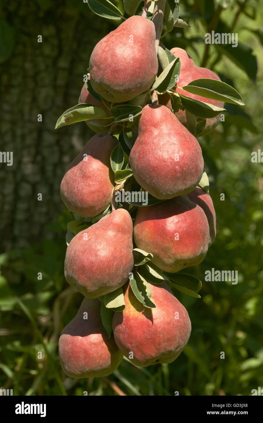 Red pears on tree in orchard hi-res stock photography and images - Alamy