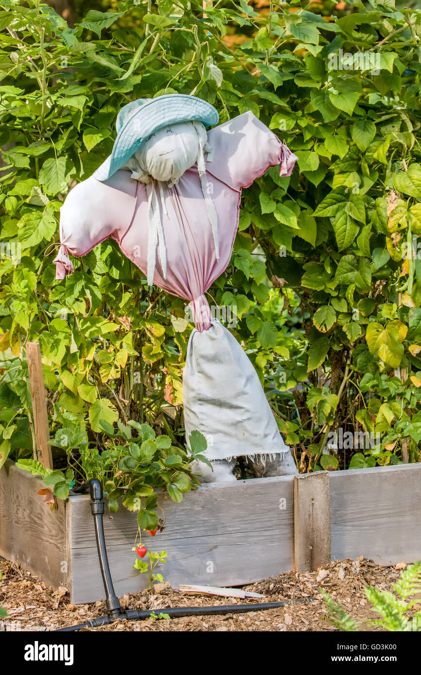 Scarecrow girl in a raised bed garden of pole beans and a strawberry ...