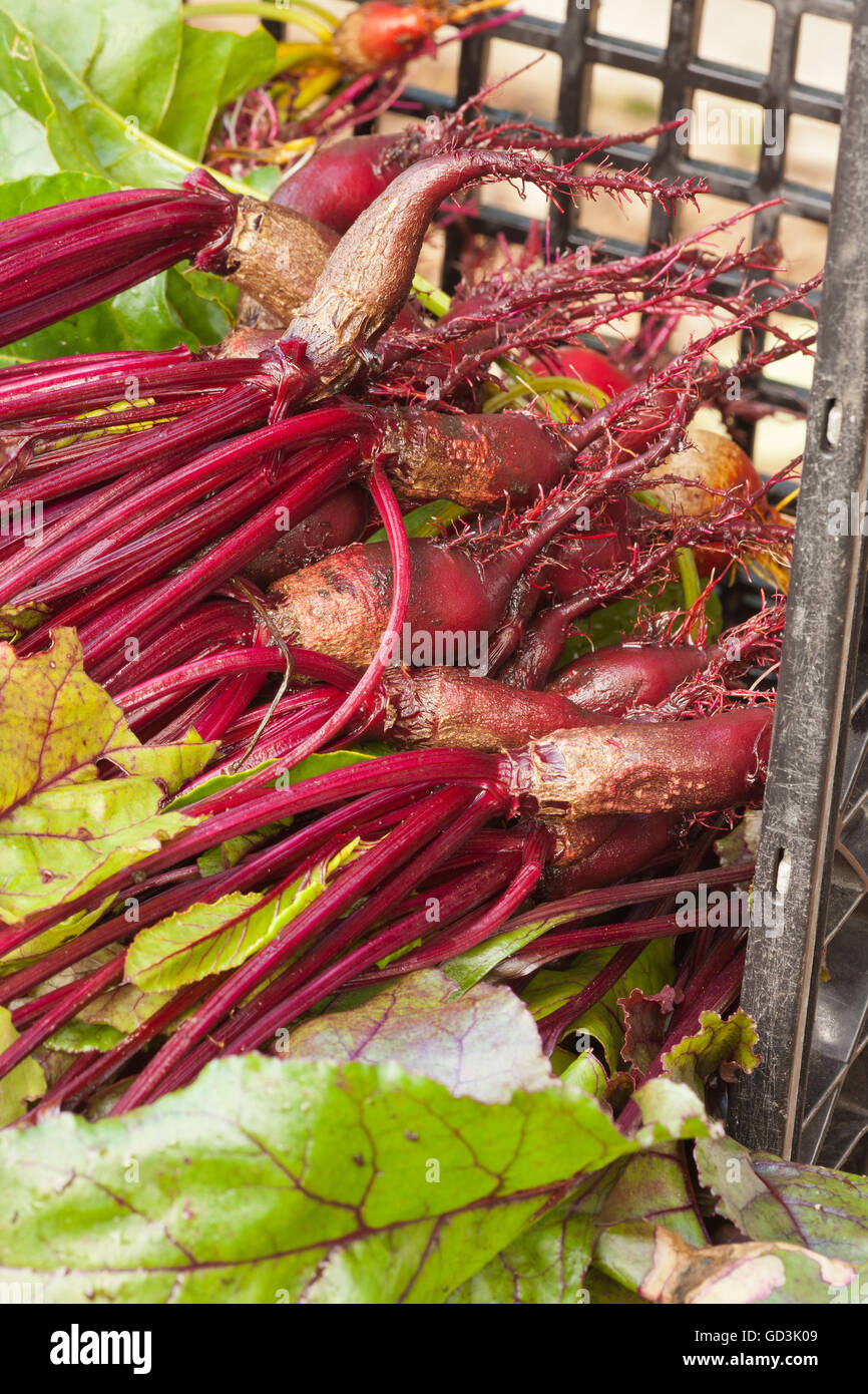 Freshly harvested cylindrical beets resting in a plastic crate in a ...