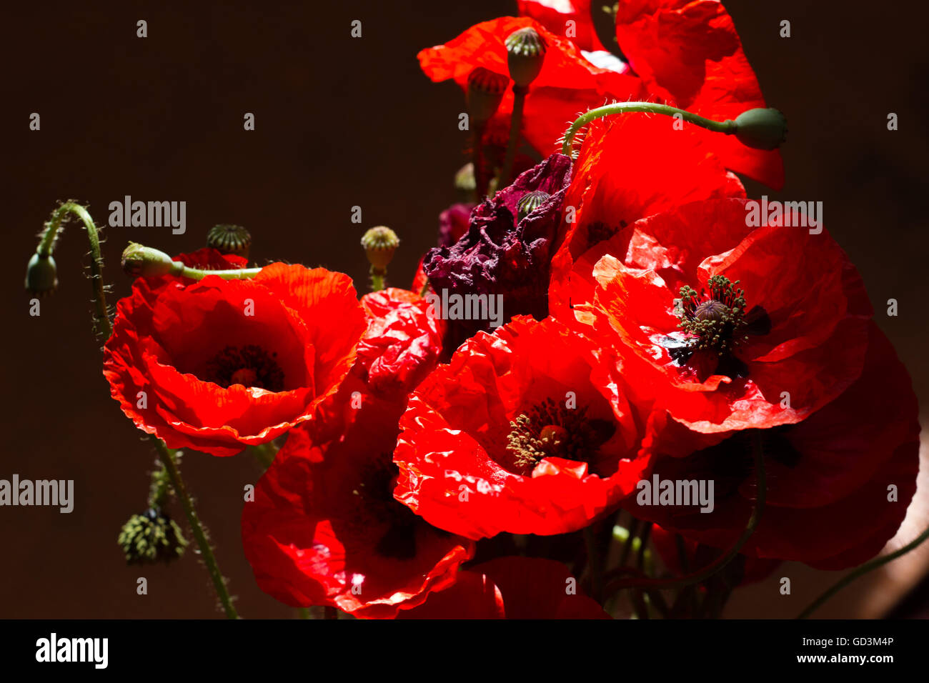 Bouquet of poppies. Red flowers sign of remembrance day Stock Photo - Alamy