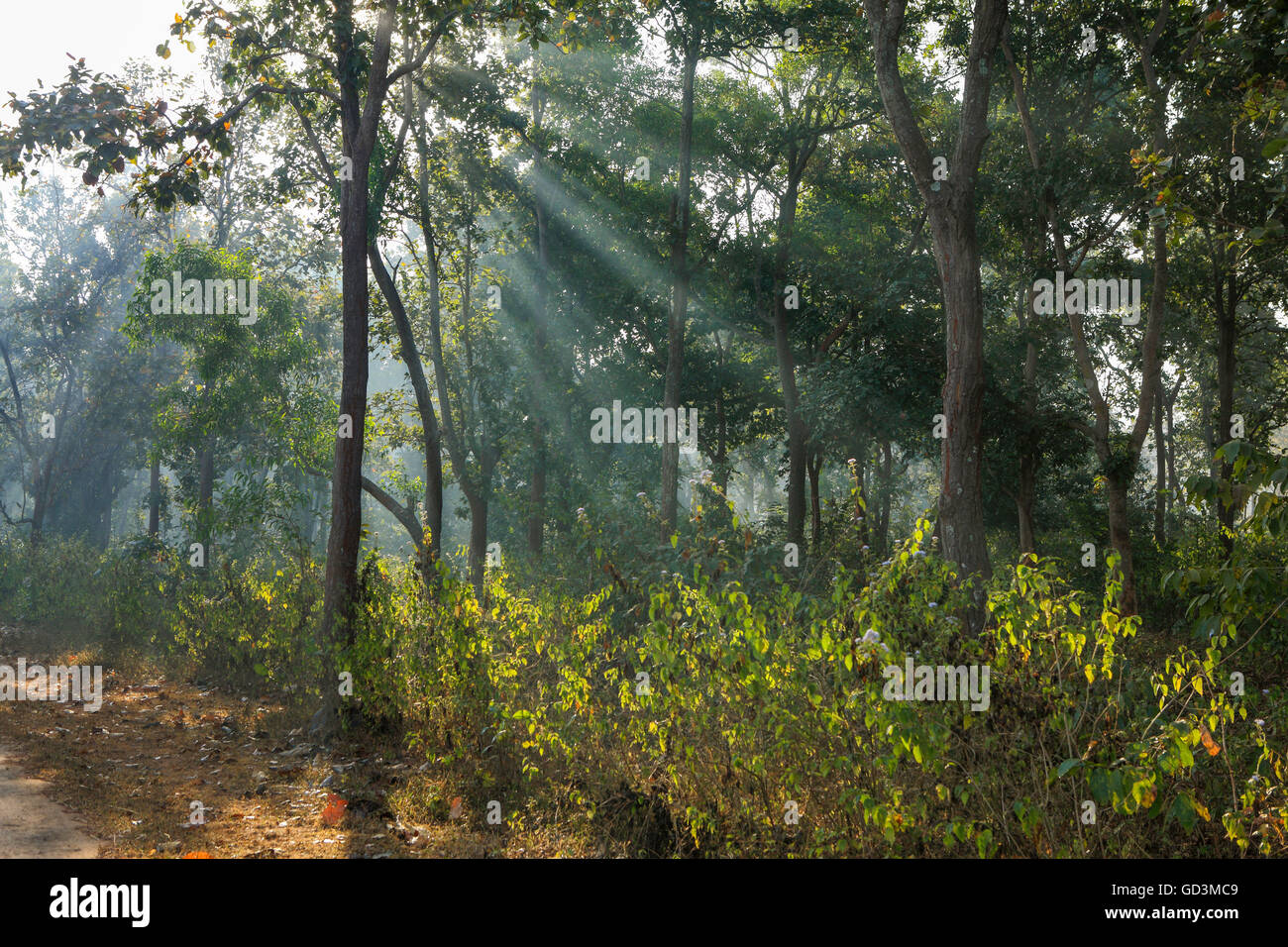 Sal tree plantation hi-res stock photography and images - Alamy