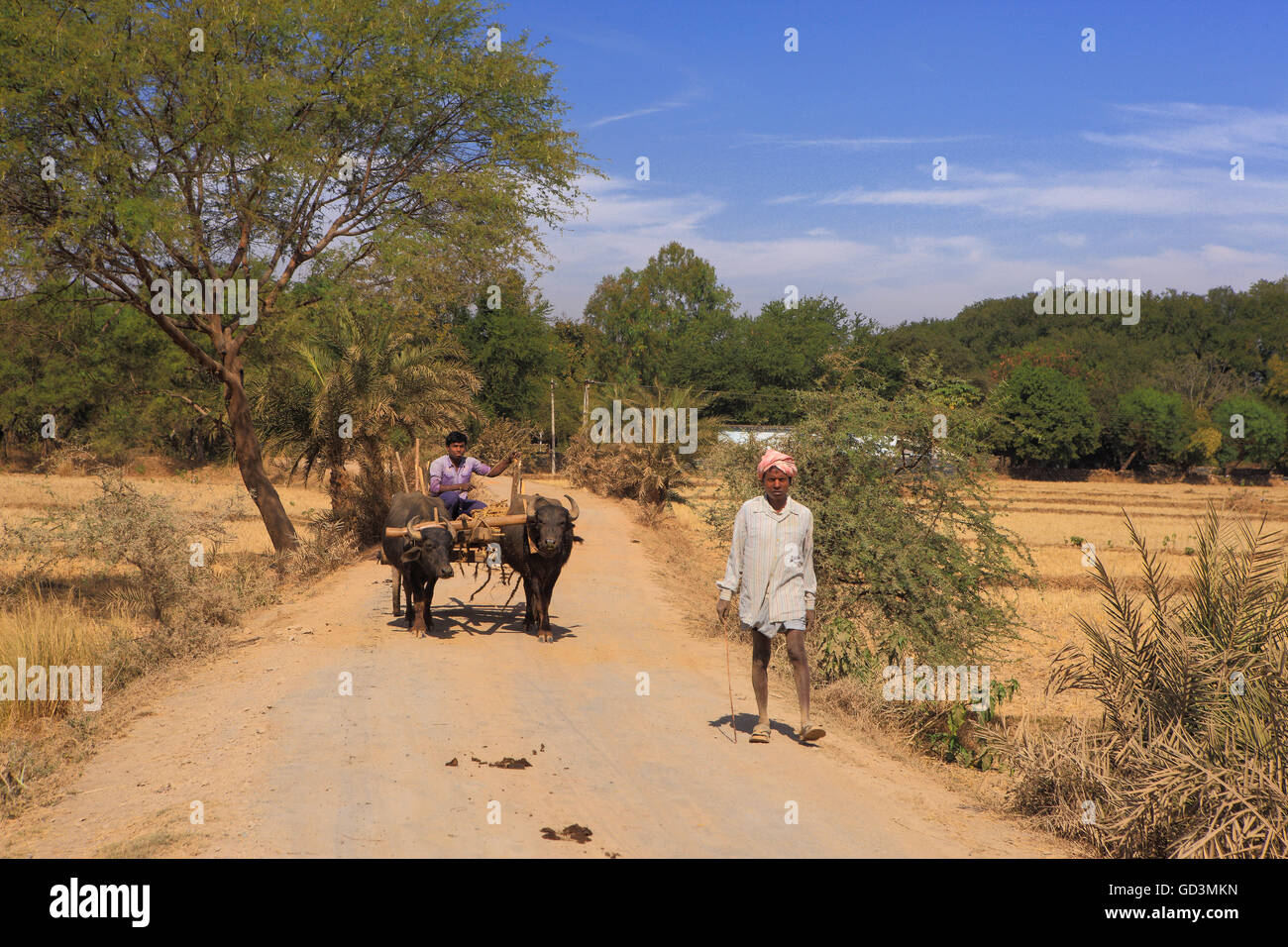 Buffalo cart, bastar, chhattisgarh, india, asia Stock Photo - Alamy