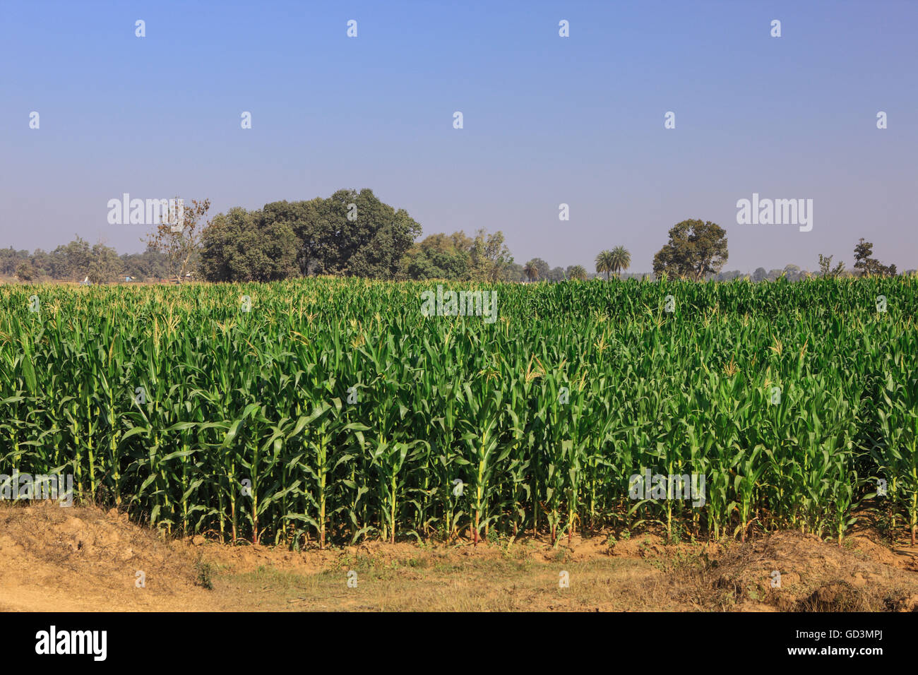 Chhattisgarh agriculture hi-res stock photography and images - Alamy