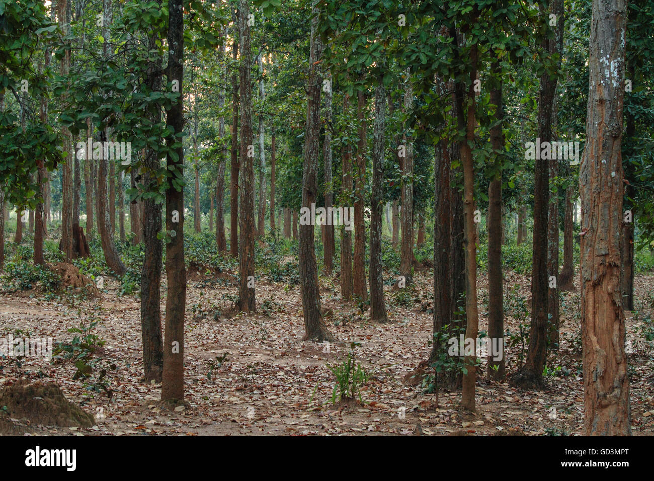 Bastar forest, chhattisgarh, india, asia Stock Photo - Alamy