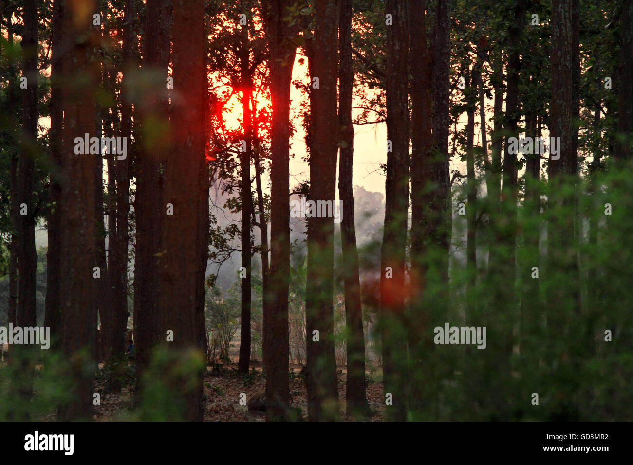 Bastar forest, chhattisgarh, india, asia Stock Photo - Alamy