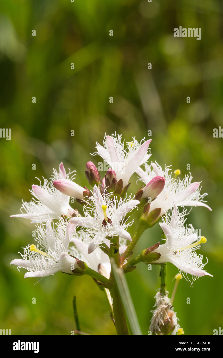 Bogbean - Menyanthus trifoliata Stock Photo - Alamy