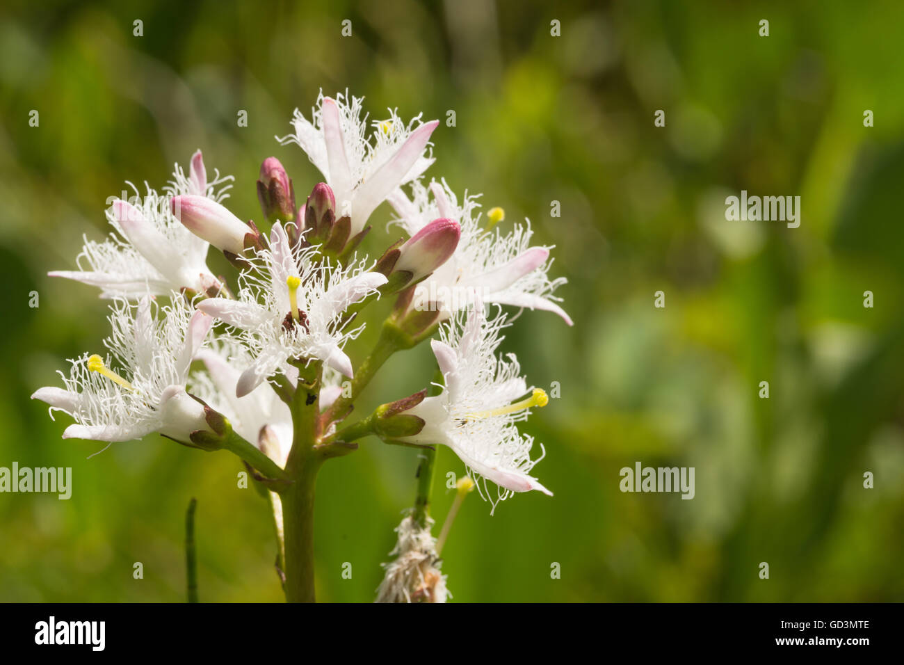 Bogbean - Menyanthus trifoliata Stock Photo - Alamy