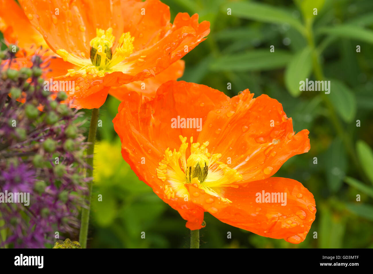 Bright orange poppy Stock Photo - Alamy