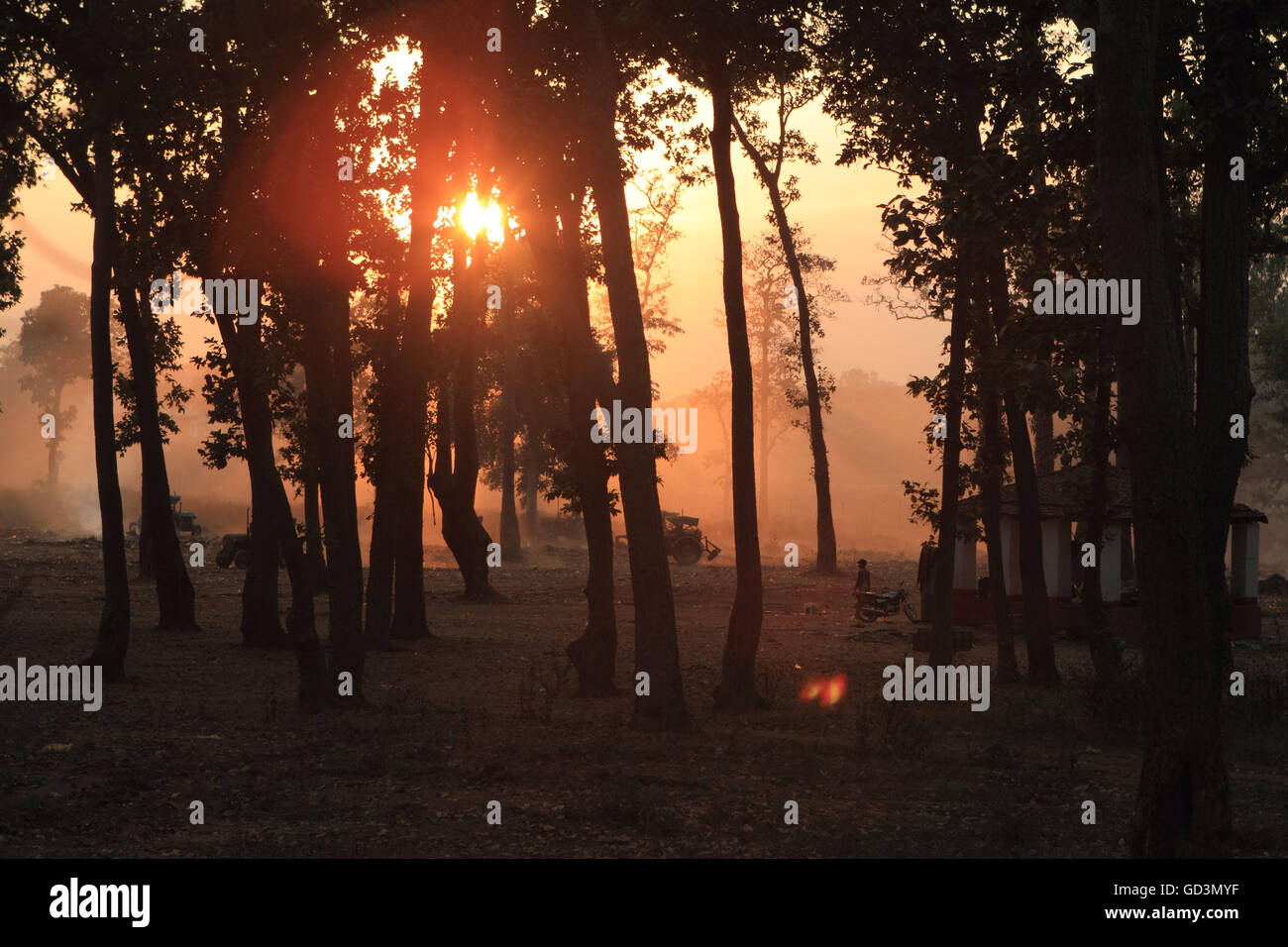 Forest sunset through trees, Bastar, Jagdalpur, Chhattisgarh, India ...