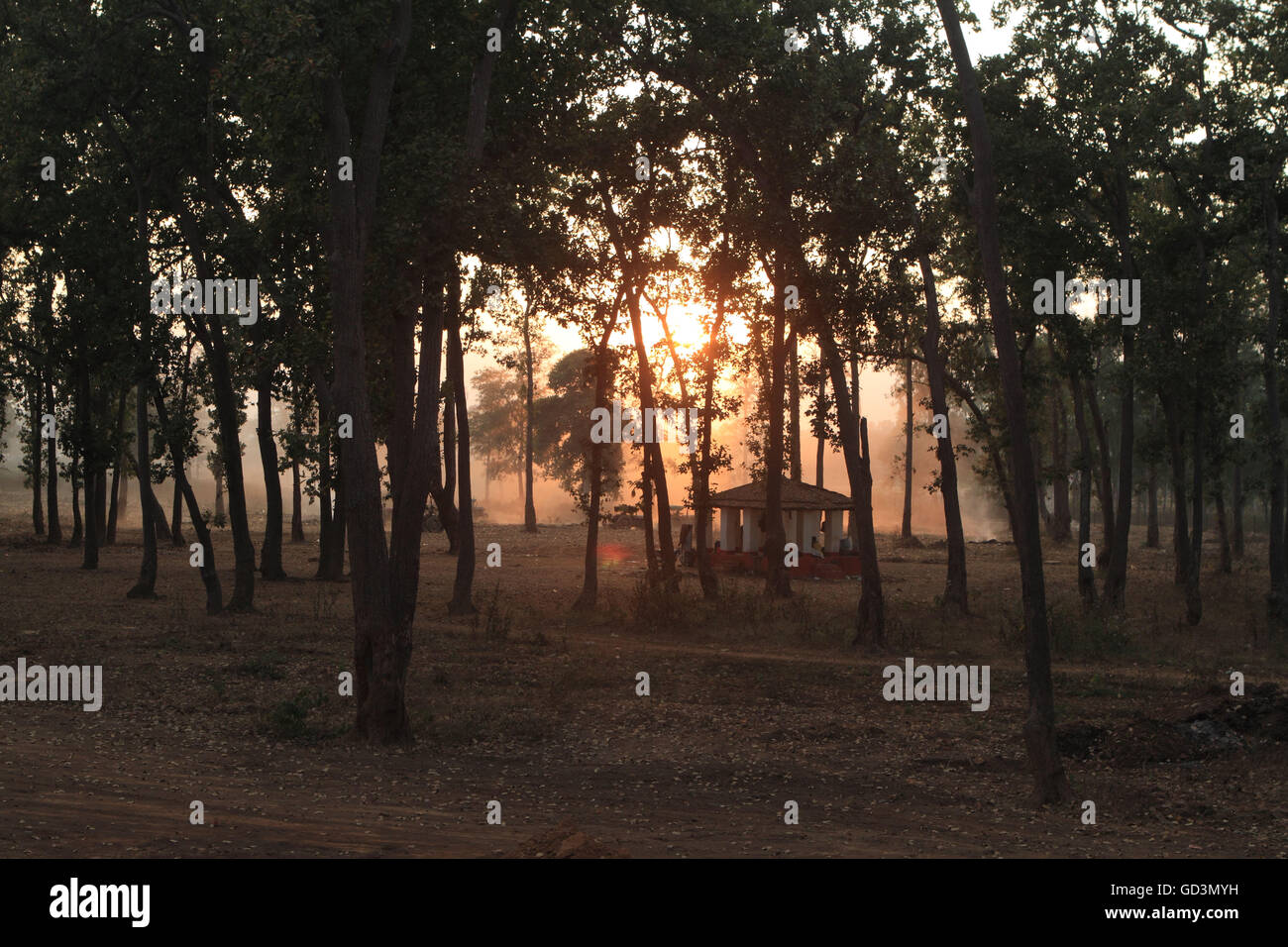 Bastar forest hi-res stock photography and images - Alamy