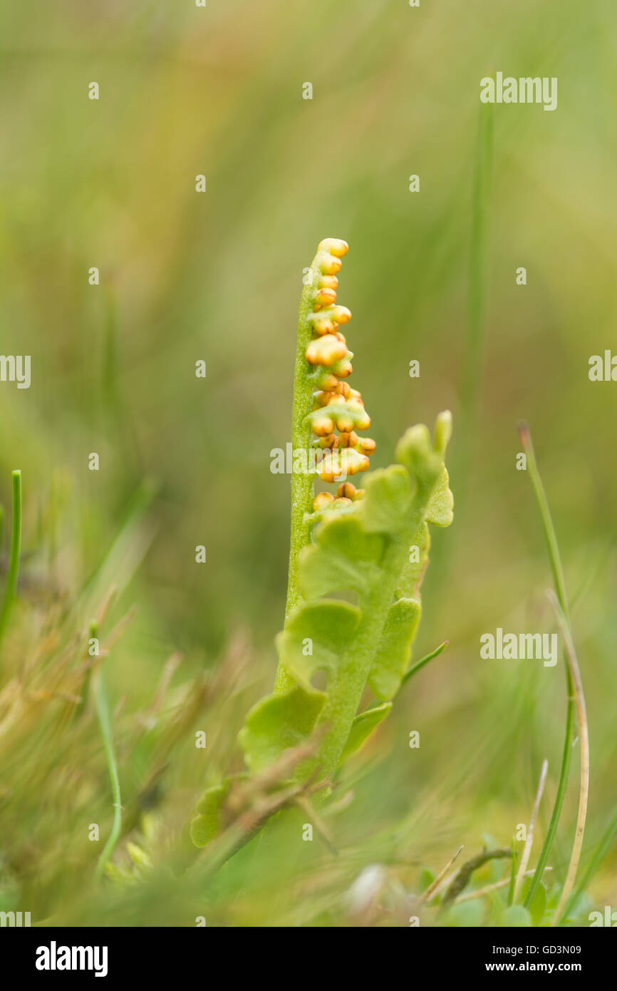 Moonwort -Botrychium lunaria Stock Photo - Alamy