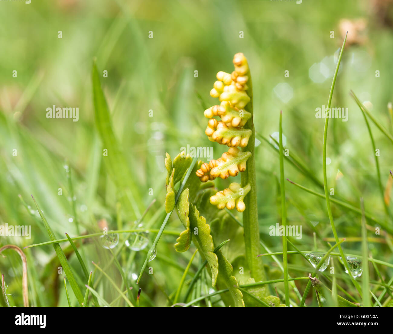 Botrychium lunaria hi-res stock photography and images - Alamy