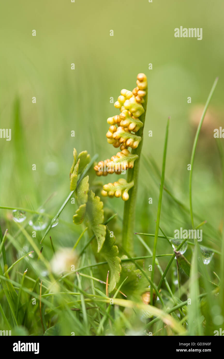 Moonwort -Botrychium lunaria Stock Photo - Alamy