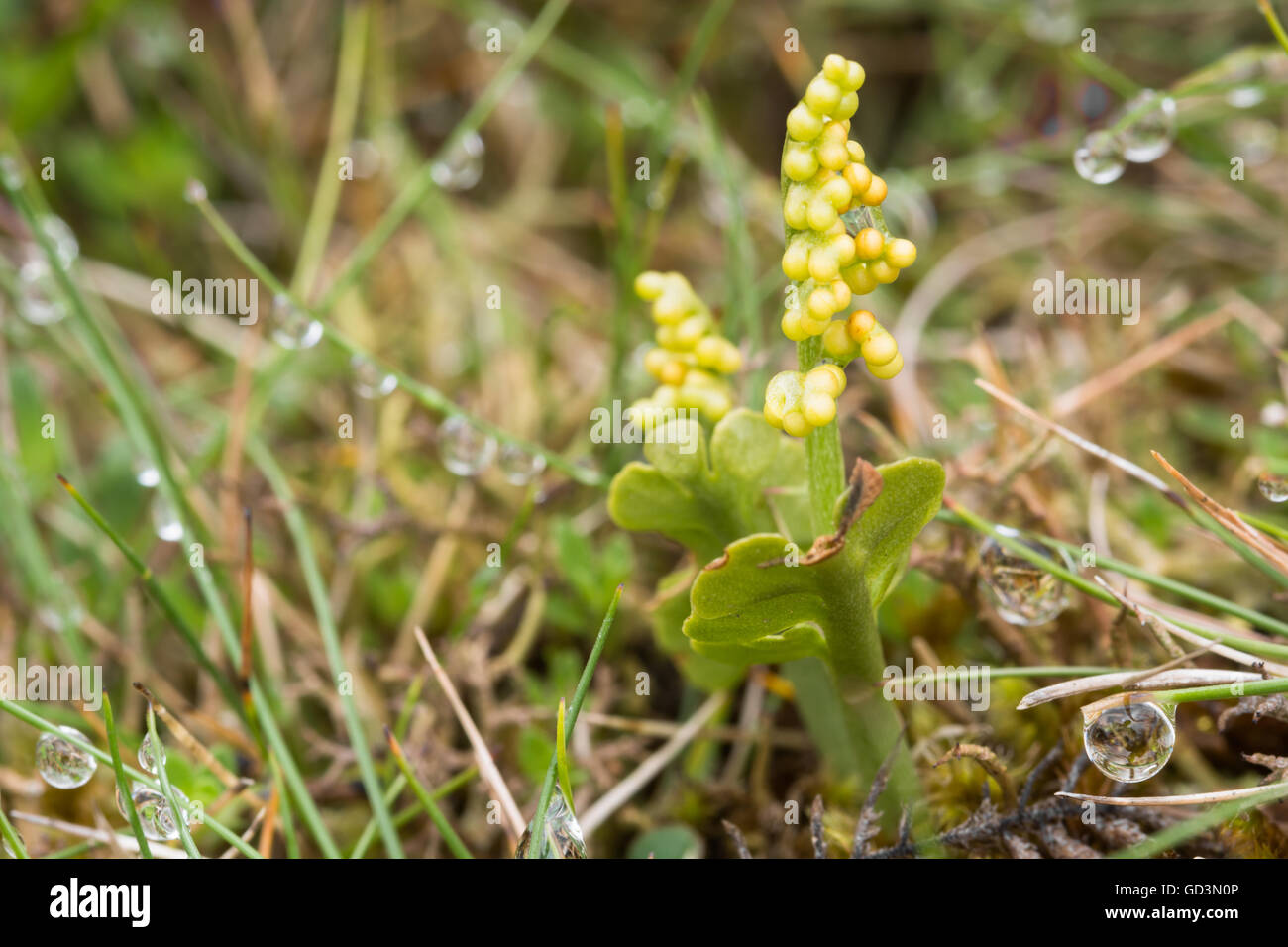 Moonwort -Botrychium lunaria Stock Photo - Alamy