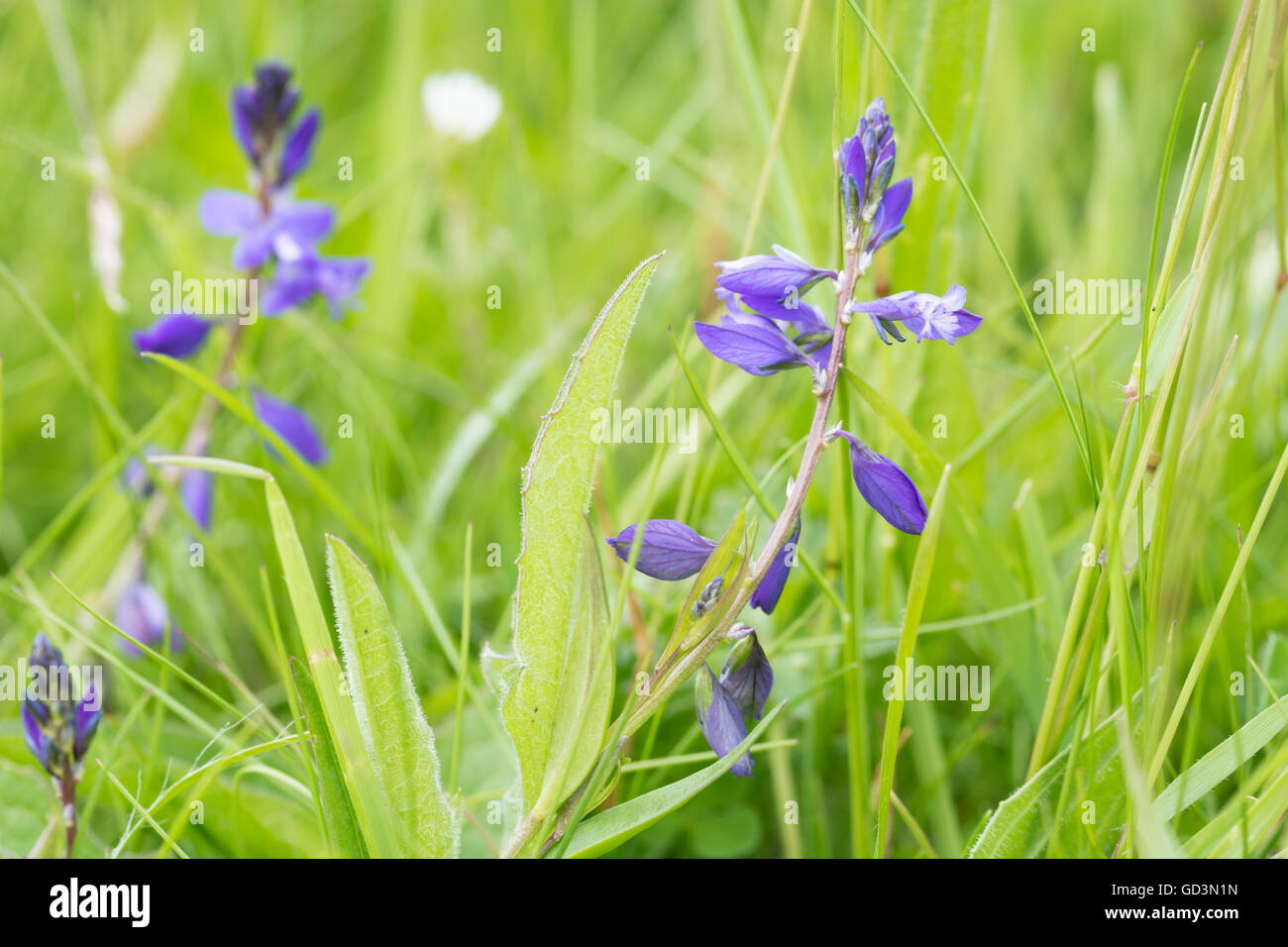 Polygala vulgaris - common milkwort Stock Photo - Alamy