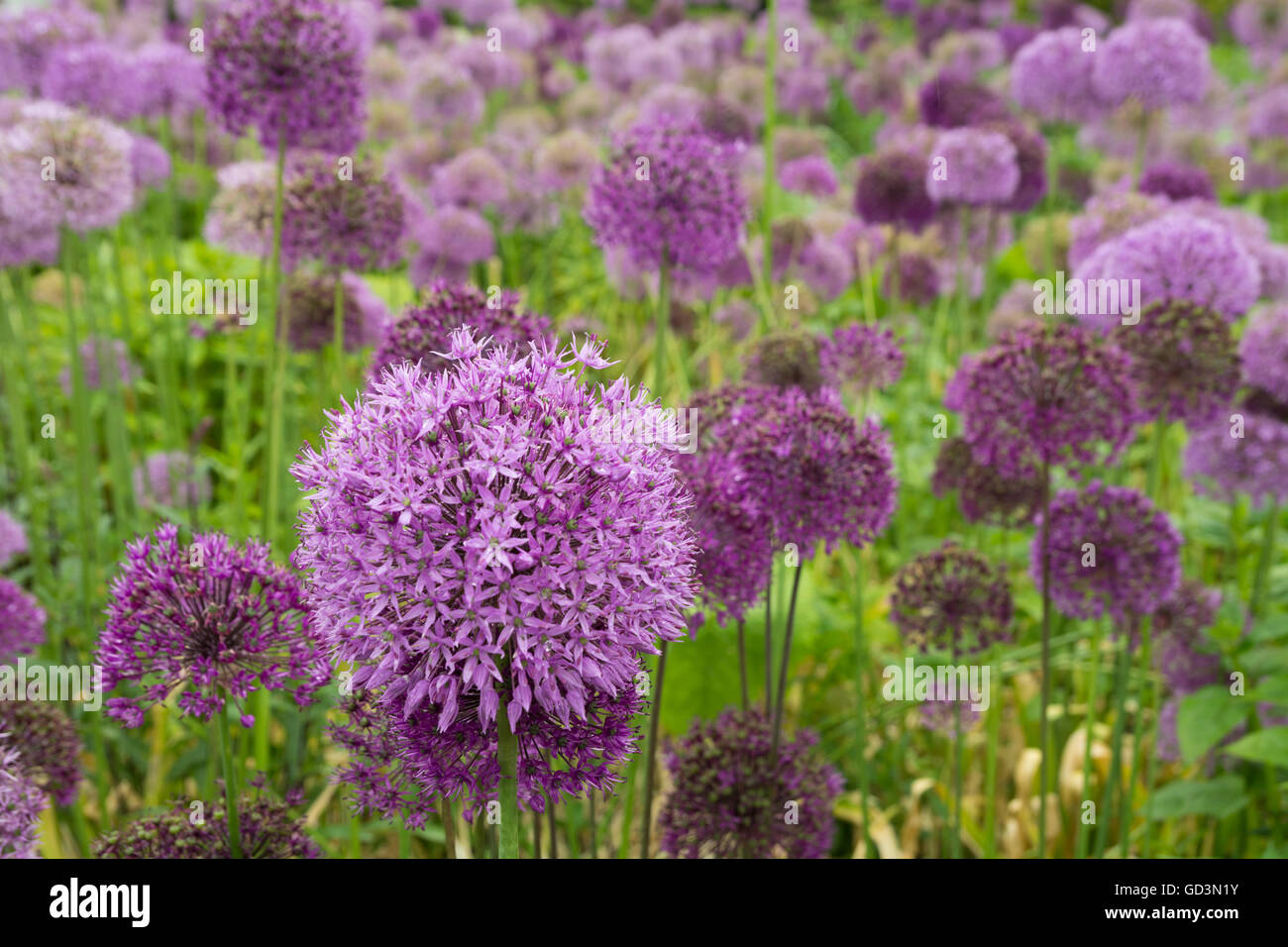 Purple Allium flowers Stock Photo - Alamy