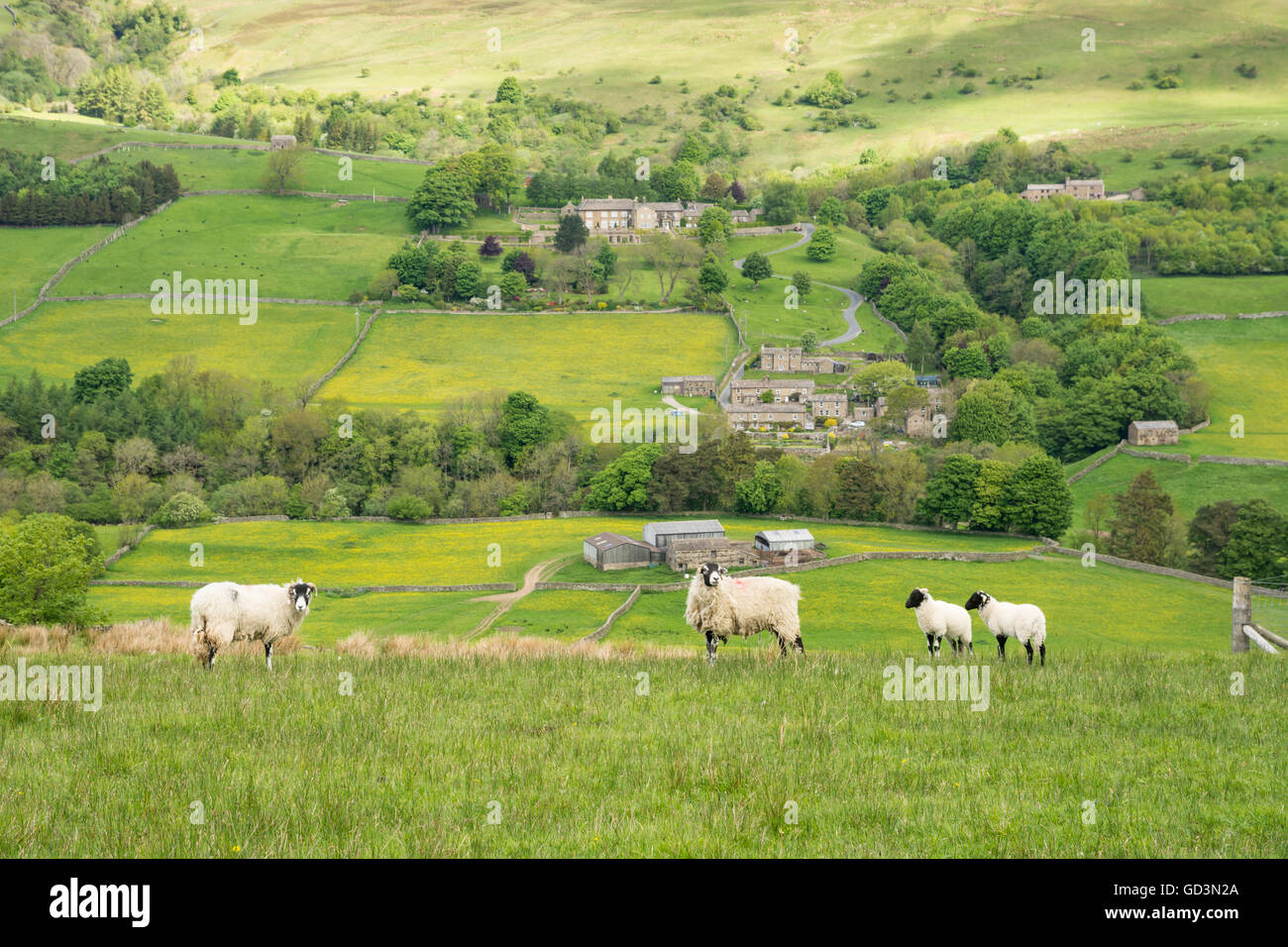Sheep and view of Swaledale Stock Photo - Alamy
