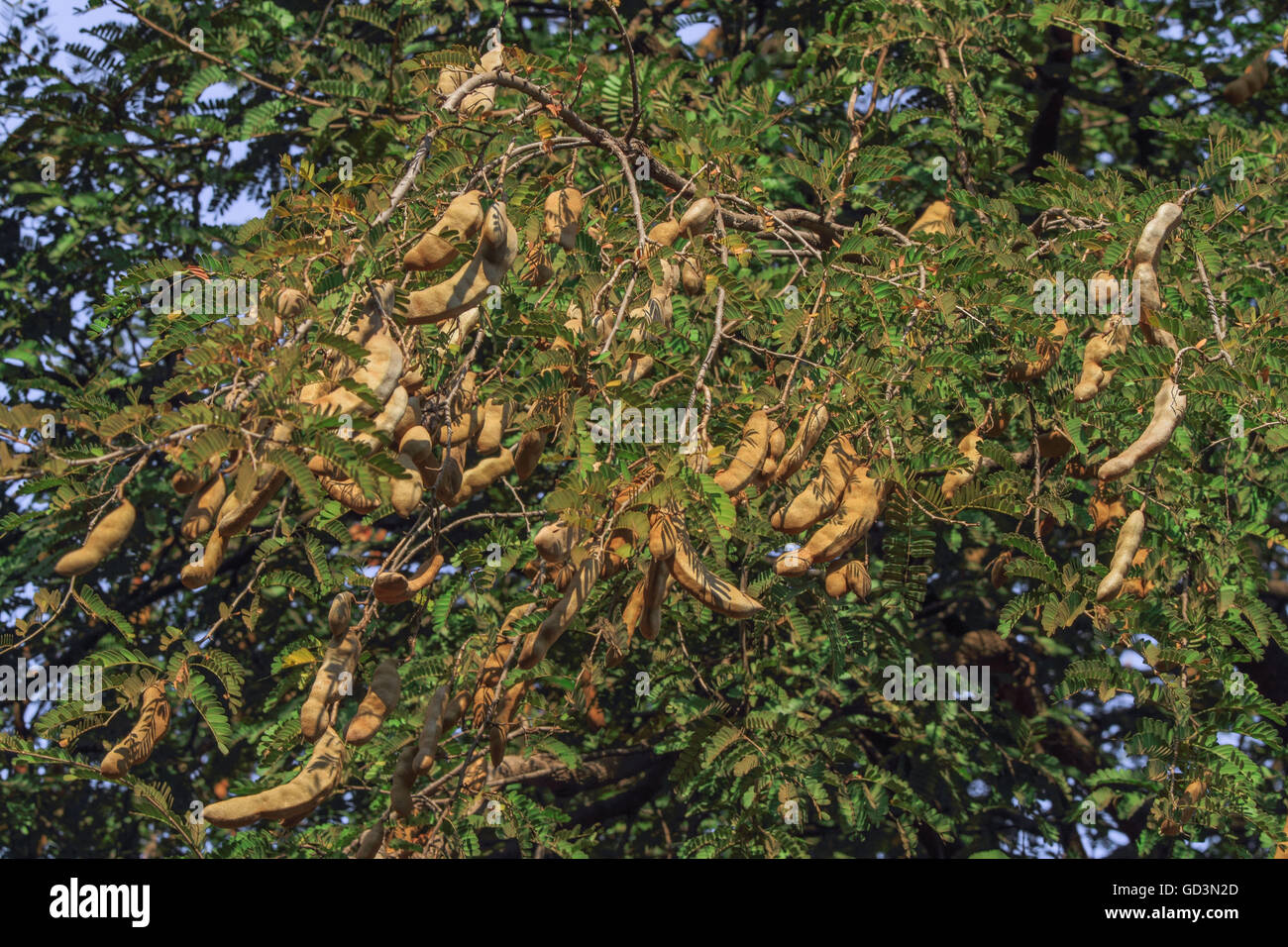 Tamarind tree, bastar, chhattisgarh, india, asia Stock Photo - Alamy