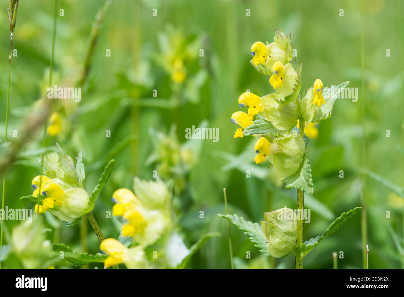 Yellow rattle - Rhinanthus minor Stock Photo - Alamy