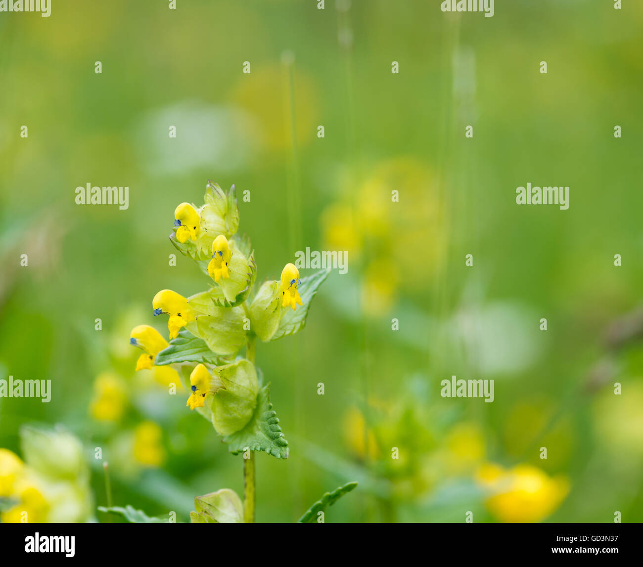 Yellow rattle - Rhinanthus minor Stock Photo - Alamy