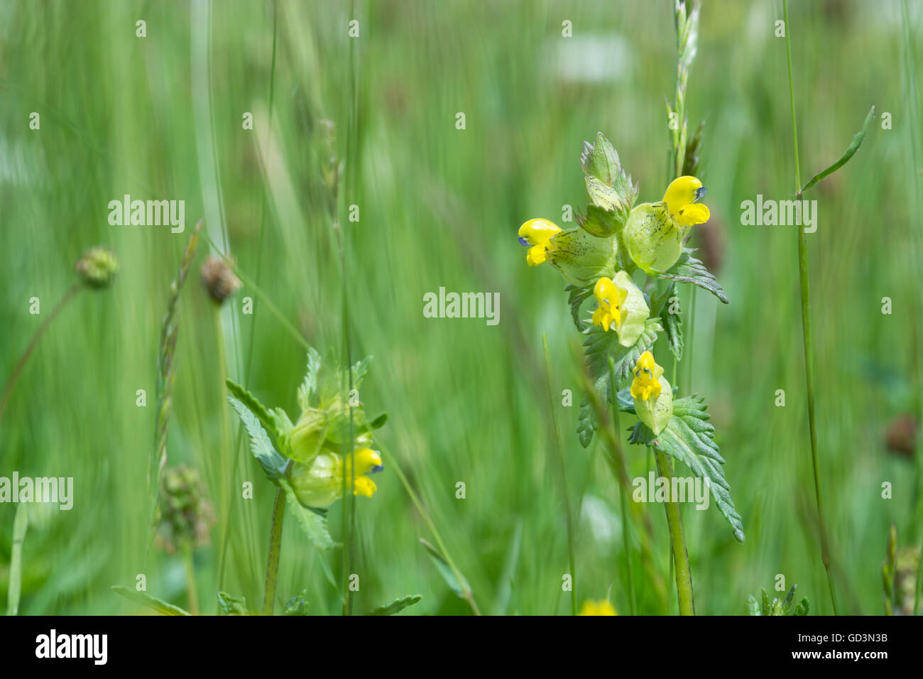 Yellow rattle - Rhinanthus minor Stock Photo - Alamy