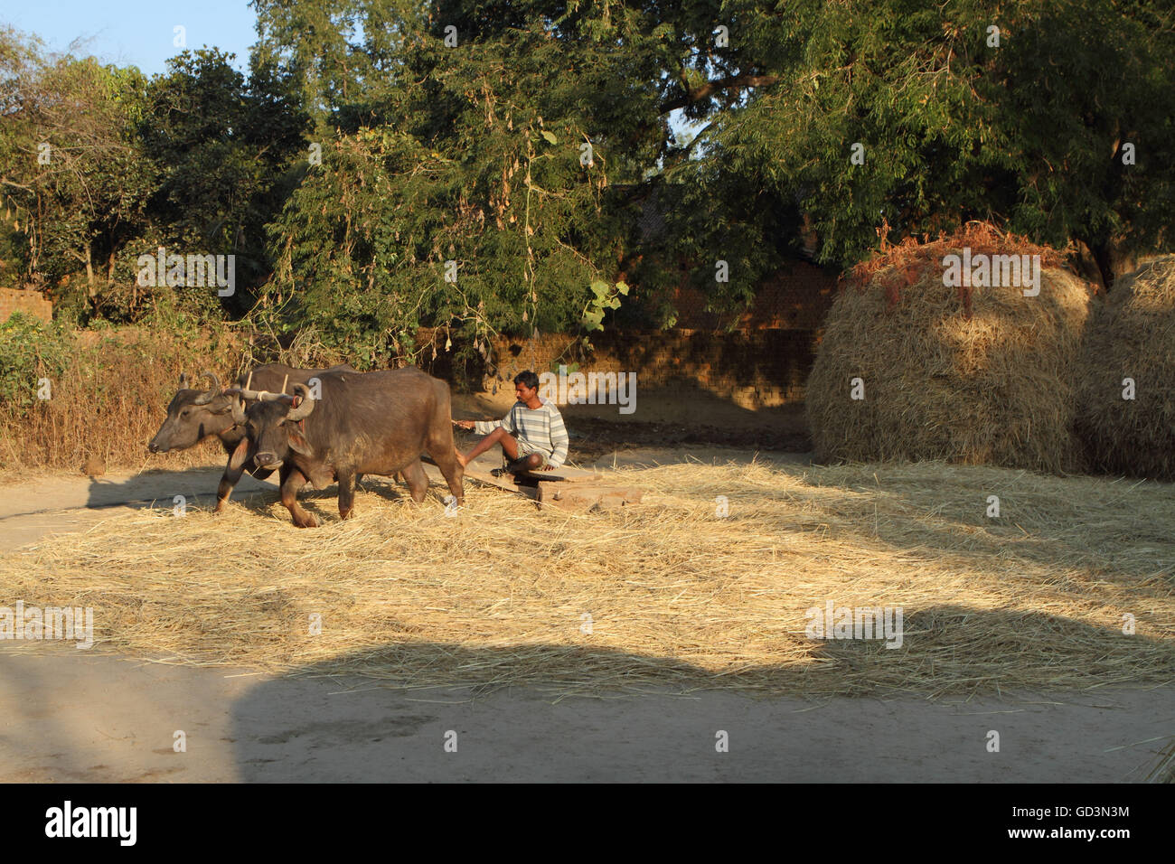 Buffalo cart, bastar, chhattisgarh, india, asia Stock Photo - Alamy
