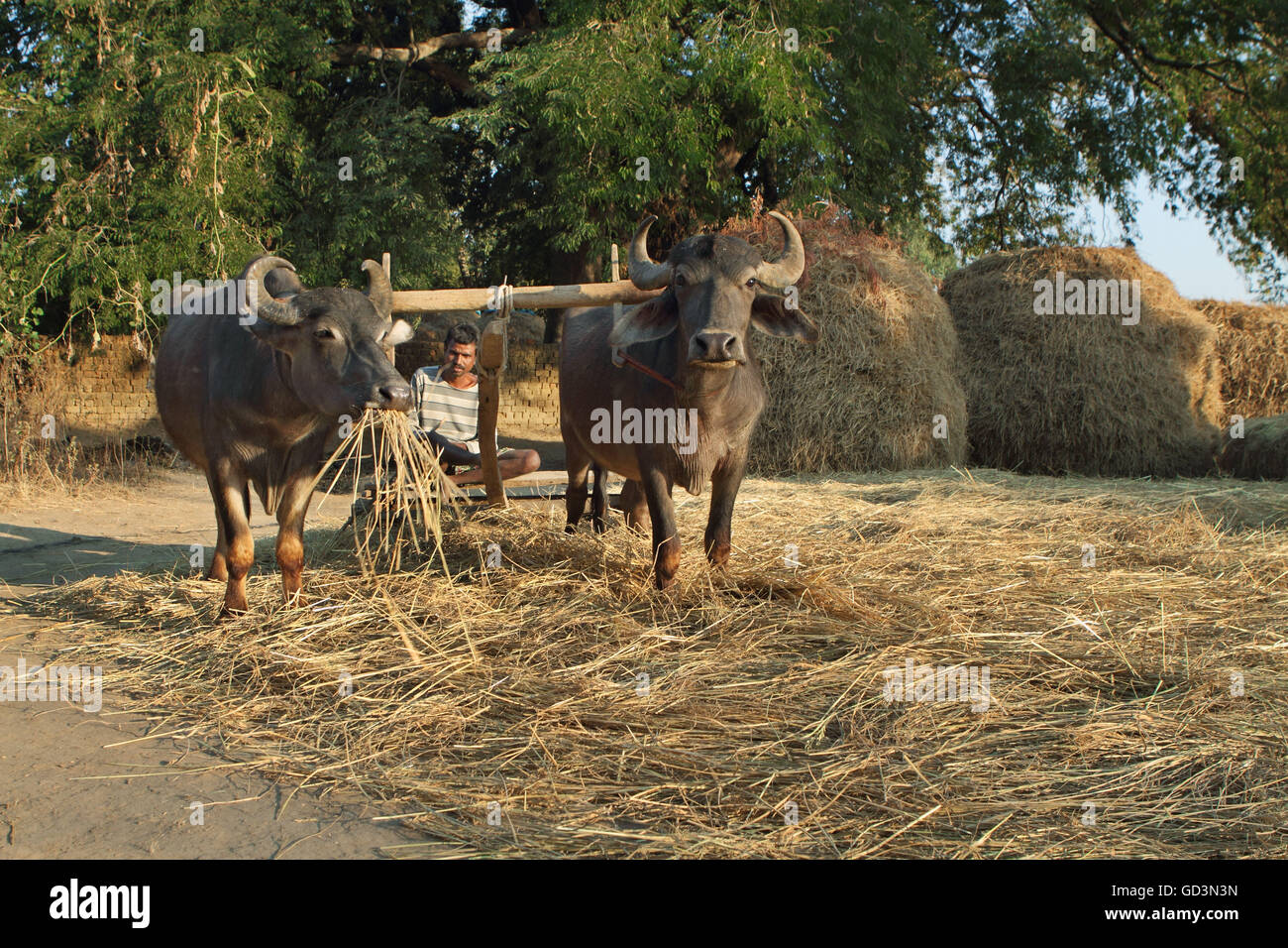 Buffalo cart, bastar, chhattisgarh, india, asia Stock Photo - Alamy