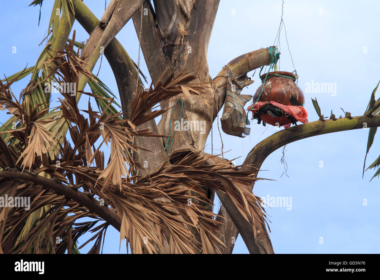 Salfi tree produces milky liquid, bastar, chhattisgarh, india, asia ...