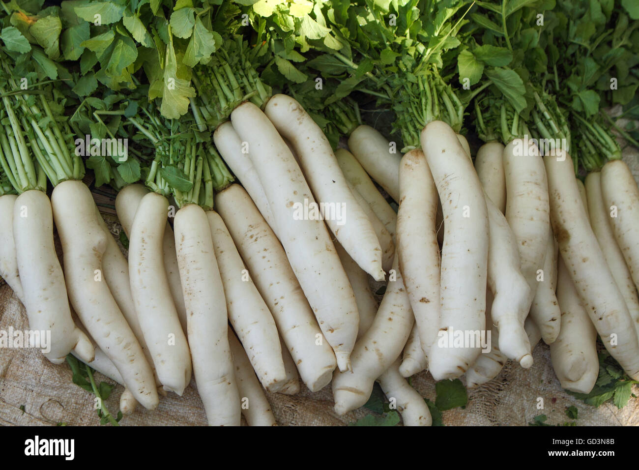 Indian radish hi-res stock photography and images - Alamy