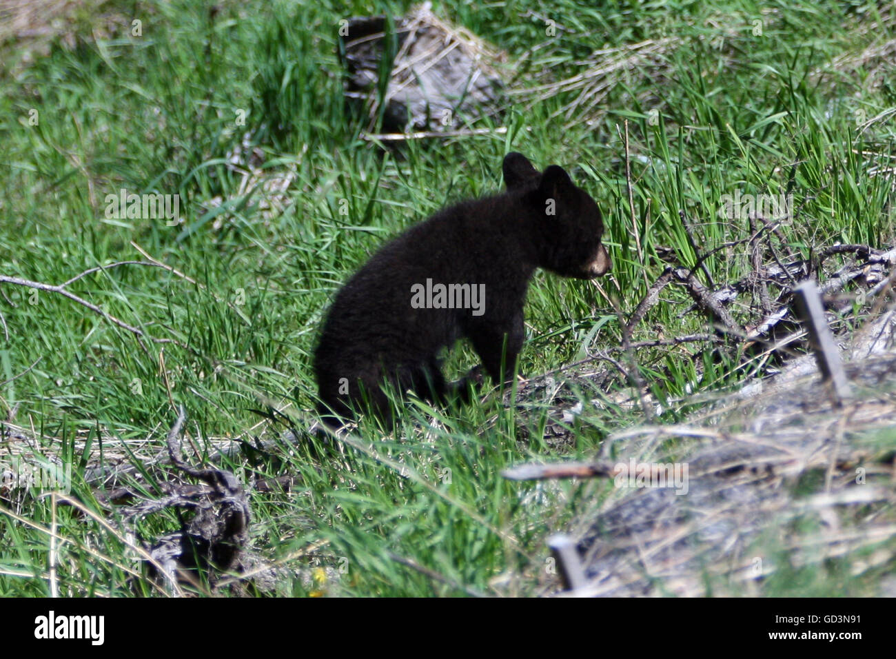 Black Bear Cub Den High Resolution Stock Photography and Images - Alamy