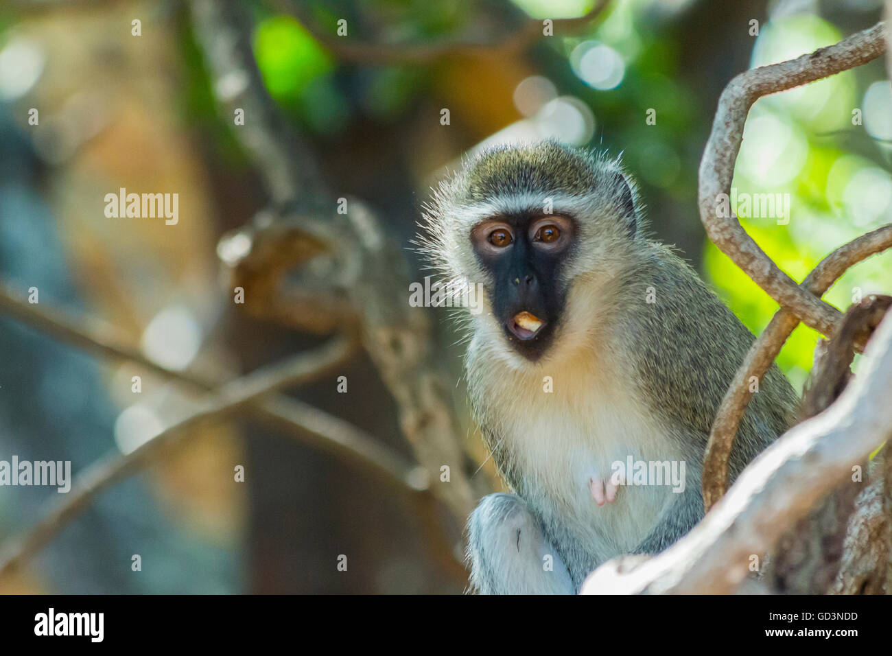 Baby vervet monkey in tree hi-res stock photography and images - Alamy
