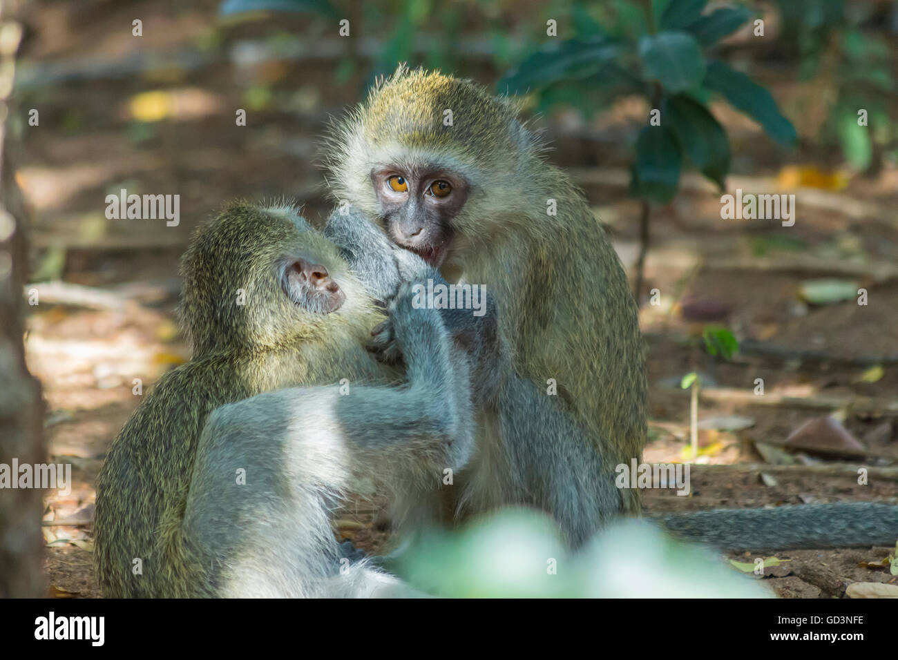 Vervet monkeys playing and biting each other in the bush Stock Photo ...