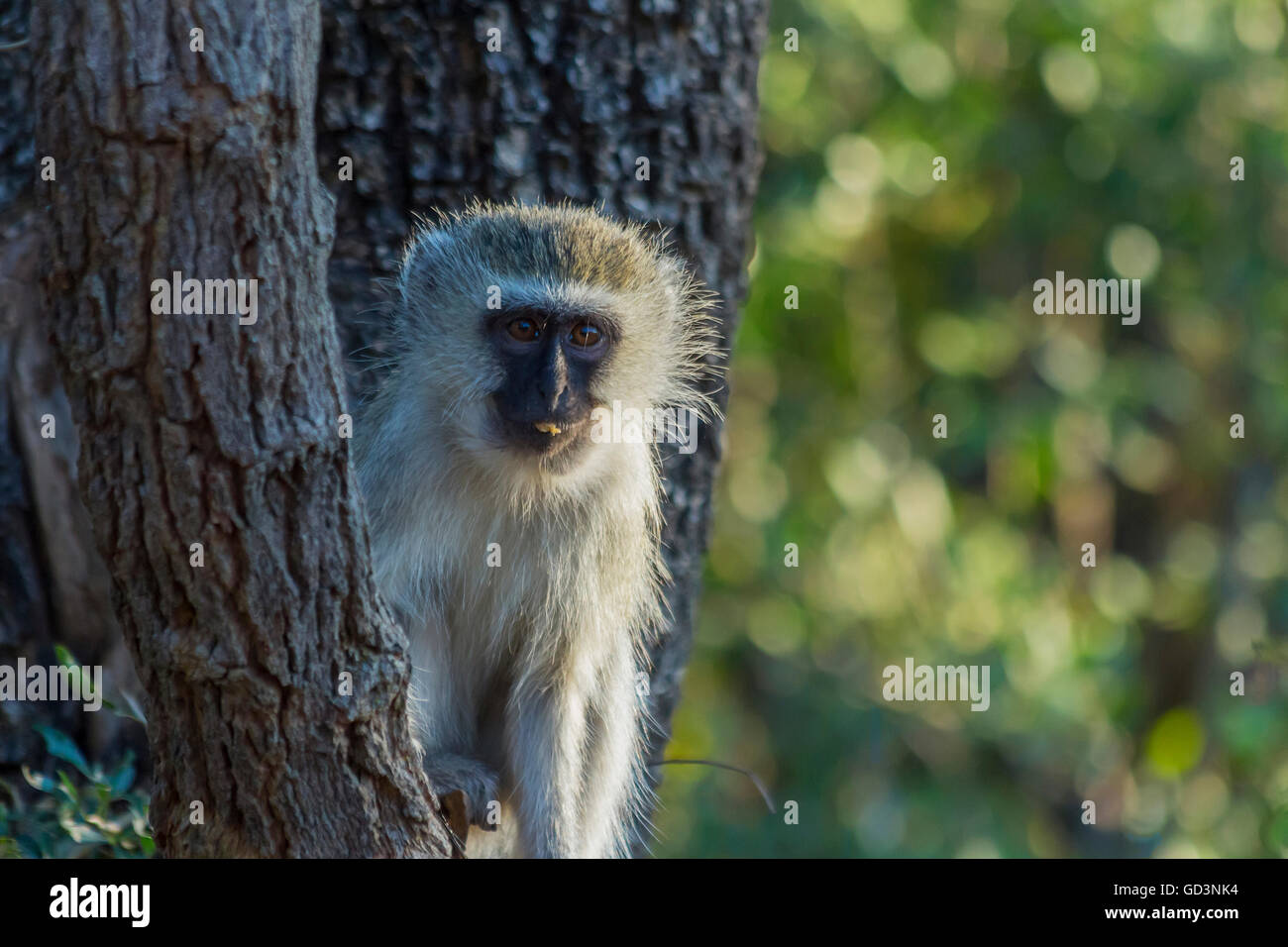 Baby vervet monkey in tree hi-res stock photography and images - Alamy