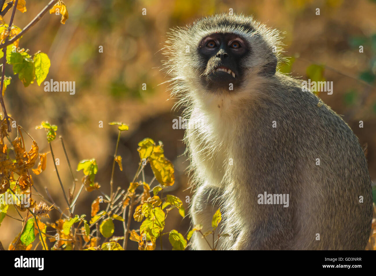 Vervet monkey with open mouth showing teeth on the ground Stock Photo ...