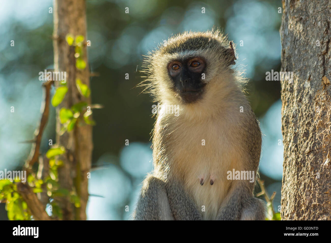 Monkey big eyes hi-res stock photography and images - Alamy