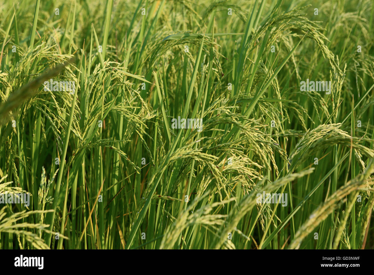 Chhattisgarh agriculture hi-res stock photography and images - Alamy