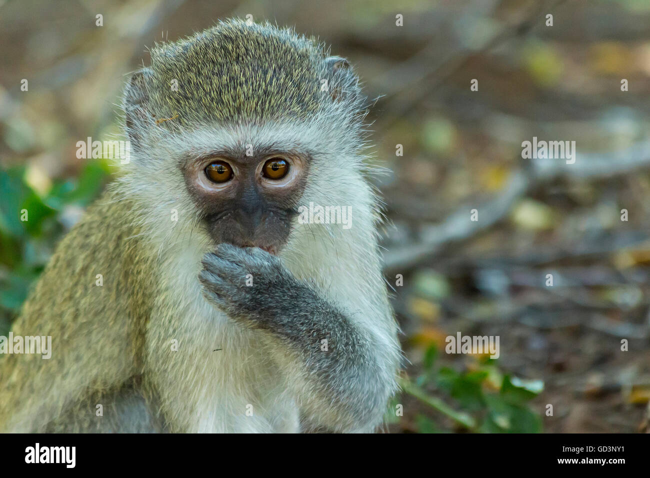 Innocent baby vervet monkey gazing into the camera Stock Photo - Alamy