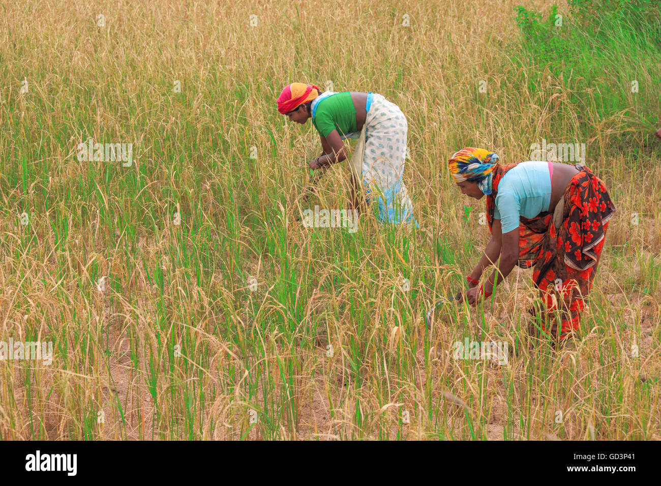Tribal women harvesting crops, bastar, chhattisgarh, india, asia Stock ...