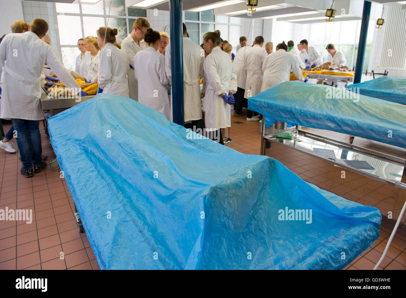 Basic anatomy hi-res stock photography and images - Alamy