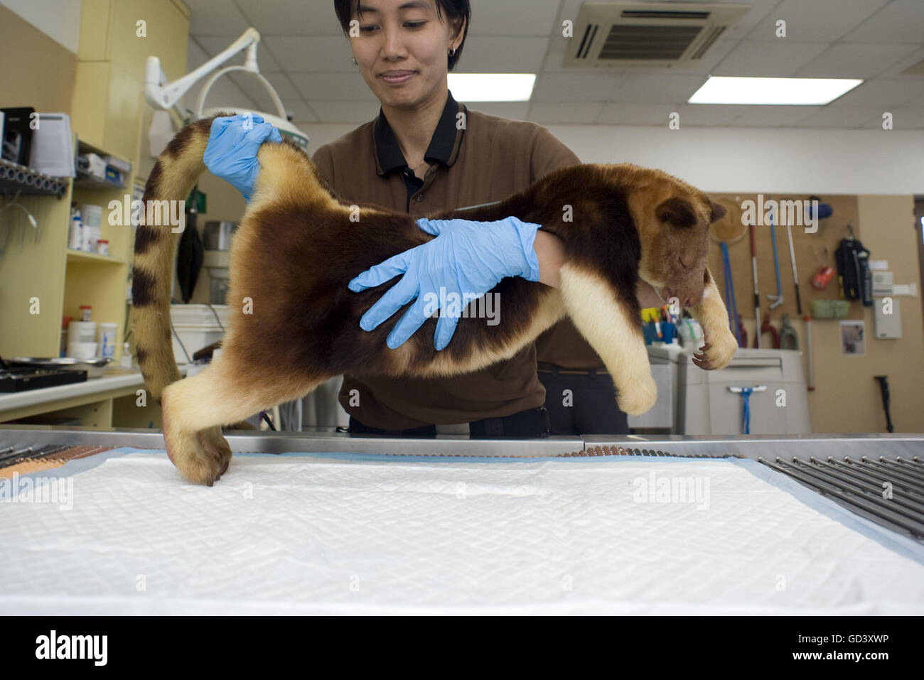 Singapore. 12th July, 2016. Tree kangaroo Makaia receives a health ...