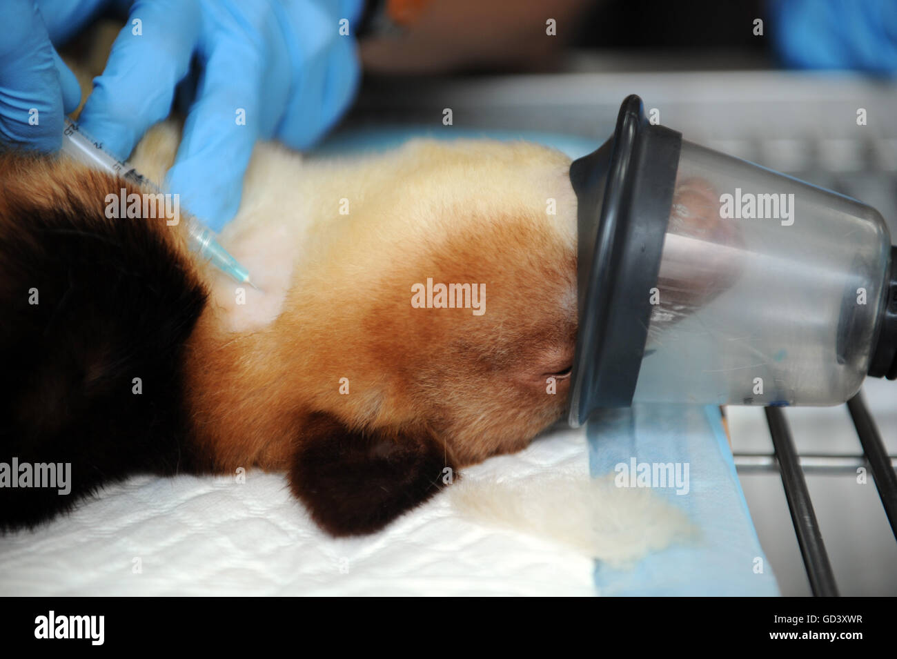 Singapore. 12th July, 2016. Tree kangaroo Makaia receives a health ...
