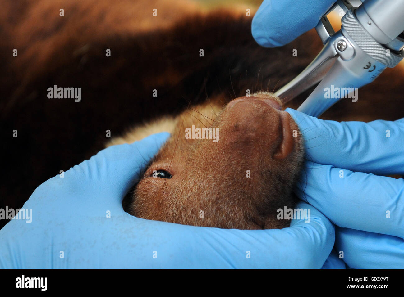 Surrogate mother zoo hi-res stock photography and images - Alamy