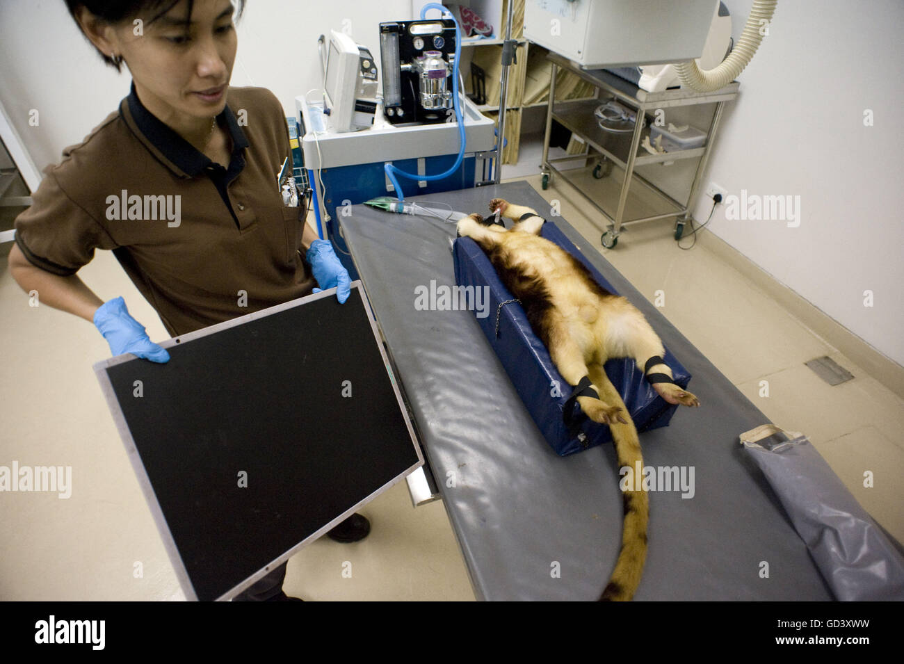 Singapore. 12th July, 2016. Tree kangaroo Makaia receives a health ...