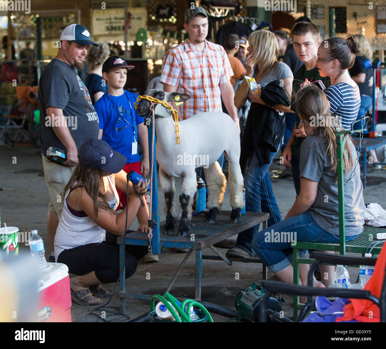 Turlock, CA, USA. 12th July, 2016. A Beyer High School FFA member works ...