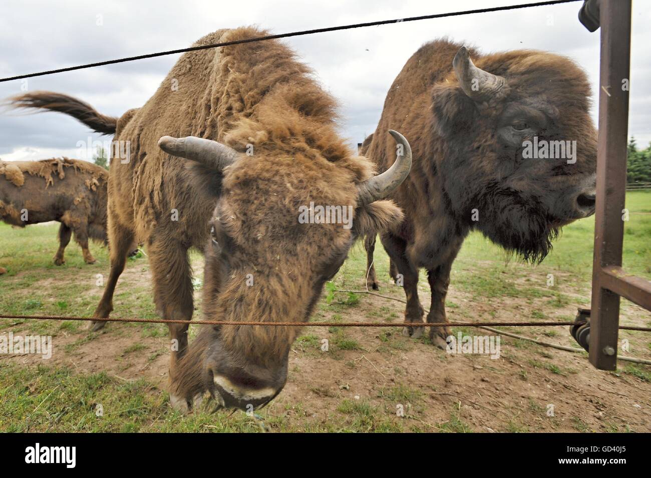 Pilsen, Czech Republic. 21st June, 2016. European bison (Bison bonasus ...
