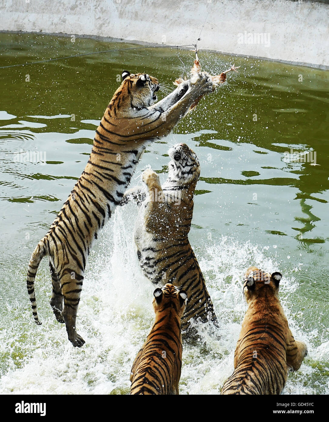Siberian tiger live chicken siberian hi-res stock photography and ...