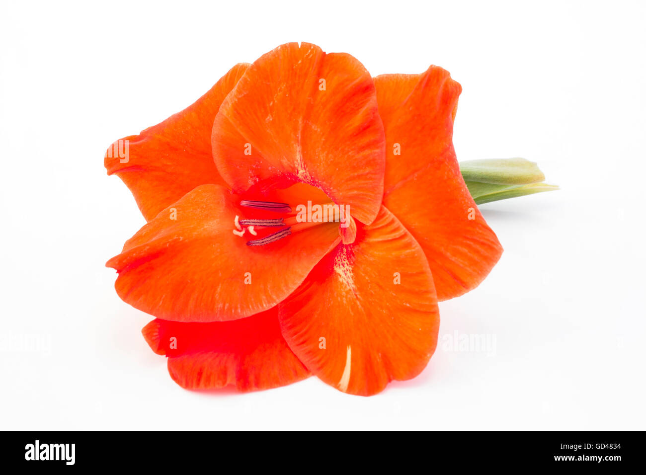 Stamens pistils flower Cut Out Stock Images & Pictures - Alamy