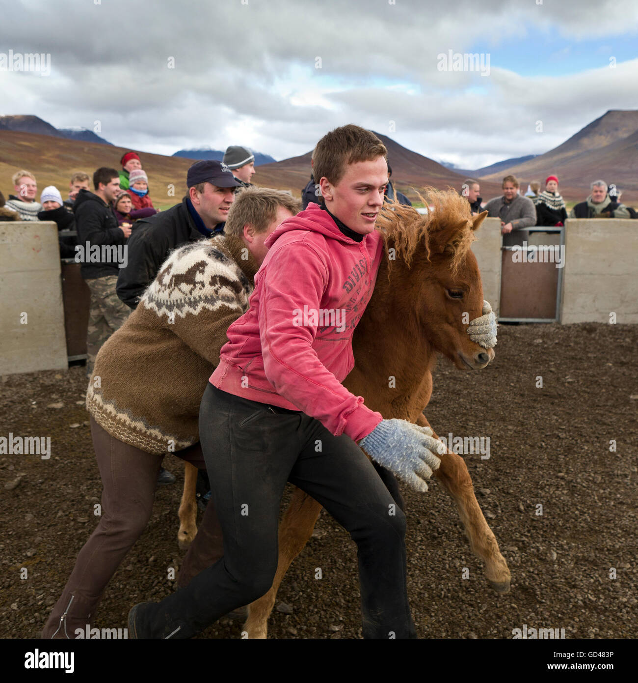 Annual Horse Round Up-Laufskalarett, Skagafjordur, Iceland Stock Photo ...